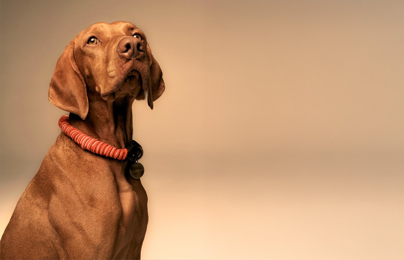 MB: Pets – Mons Bons